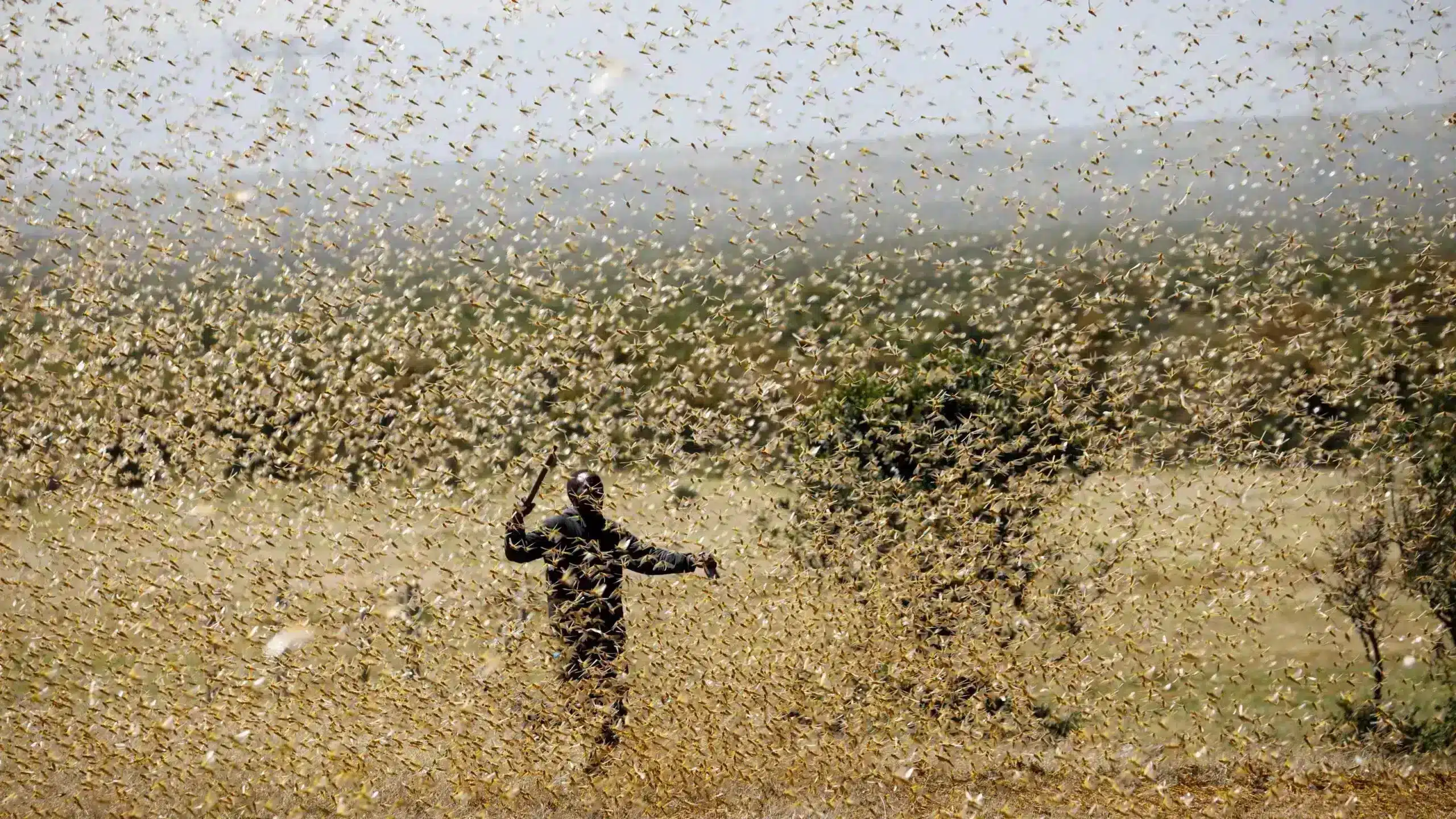 Explained What Is The Locust Plague And Impact On India Observer Voice Explained What Is The Locust Plague And Impact On India Observer Voice