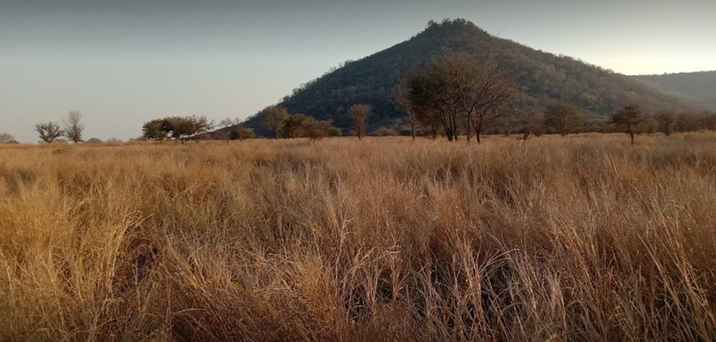 PM to visit Kuno National Park - Observer Voice