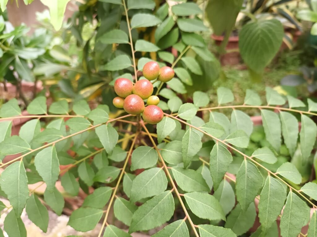 Key facts of Curry Leaf Tree - Observer Voice