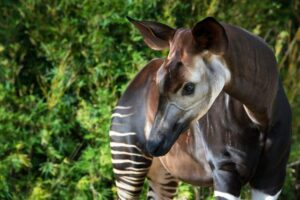 World Okapi Day: Theme, History, and Significance - Observer Voice
