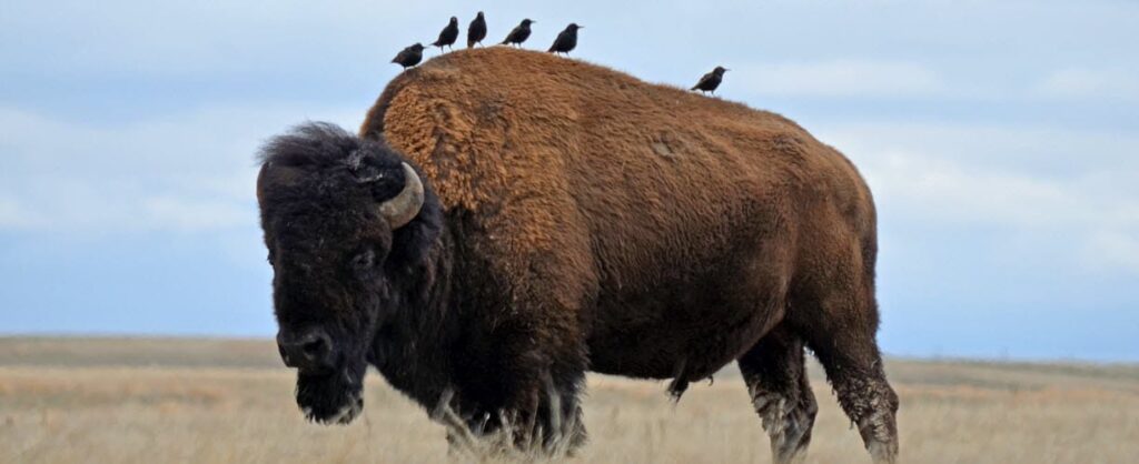 The Bison's Tale of Resilience - Observer Voice