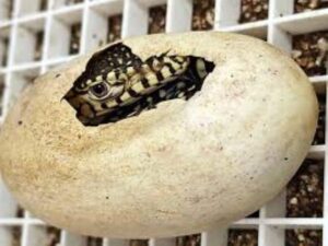 Los Angeles Zoo Celebrates First Perentie Lizard Hatchlings - Observer ...