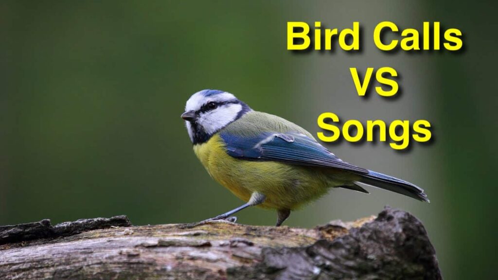Understanding Bird Sounds: Nature's Communication System - Observer Voice