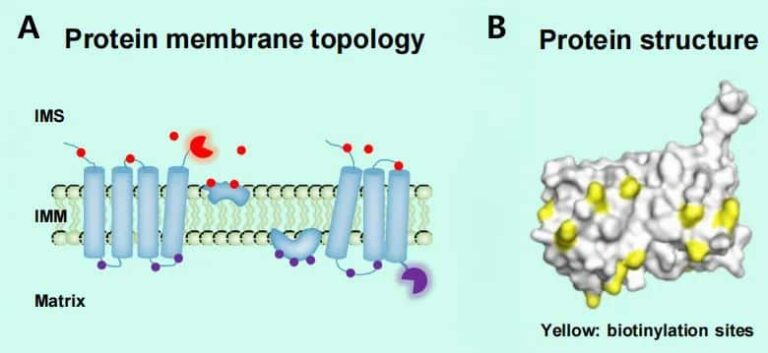 Revolutionary Protein Labeling Technique Unveiled - Observer Voice