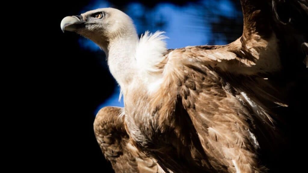 Ancient Vulture Feathers Unearthed in Italy - Observer Voice