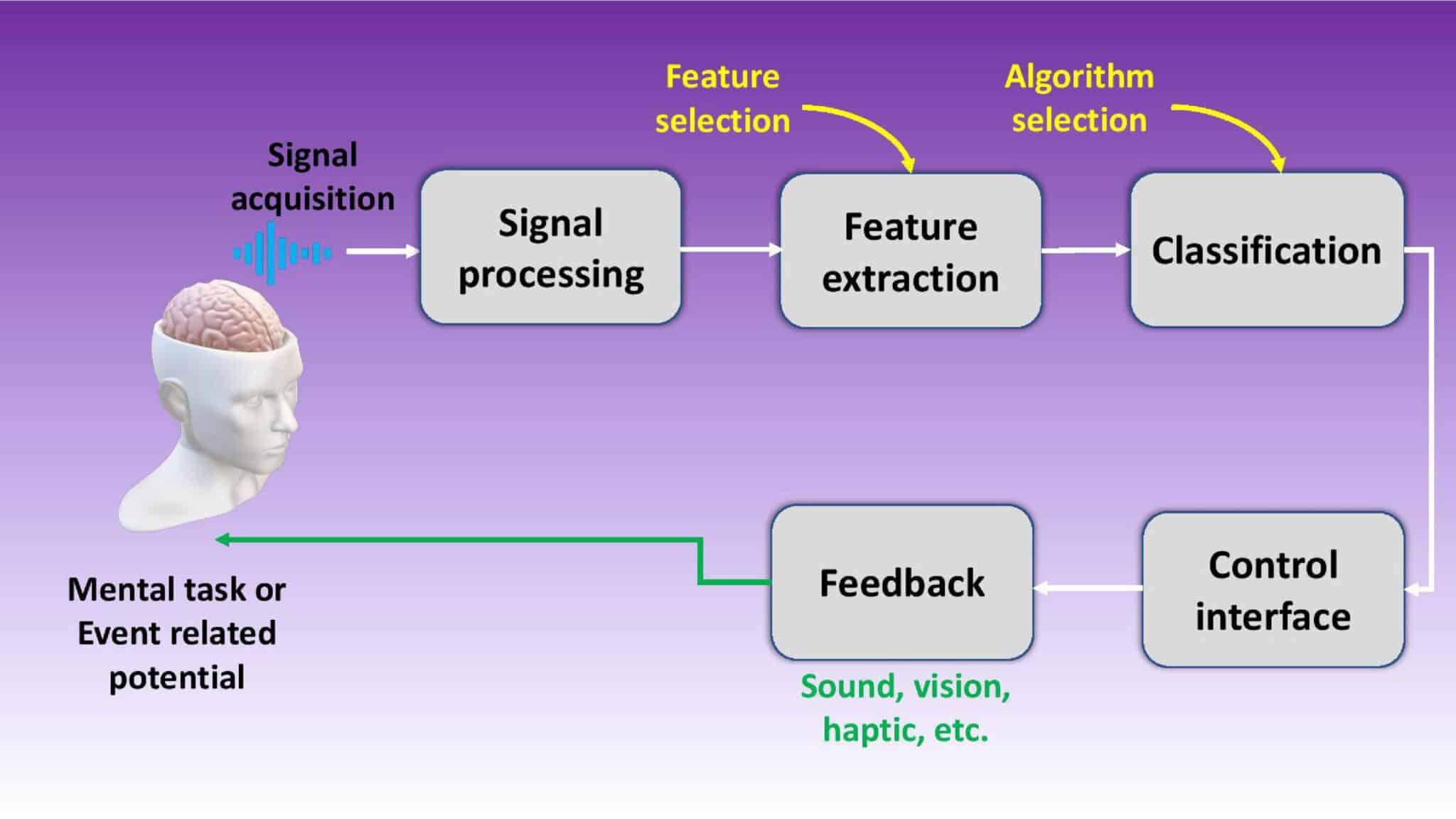 Brain's Natural Signal Threshold Enhances Differentiation - Observer Voice