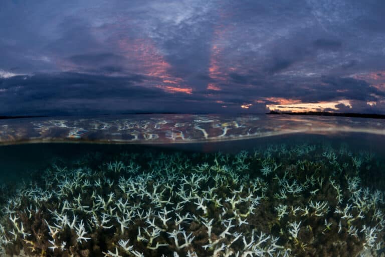 Oceans at Risk as Global Temperatures Surge - Observer Voice