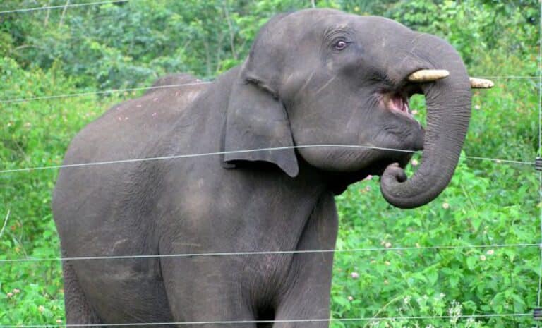 Tata Electronics Constructs Elephant-Proof Barrier at Assam Chip-Making ...