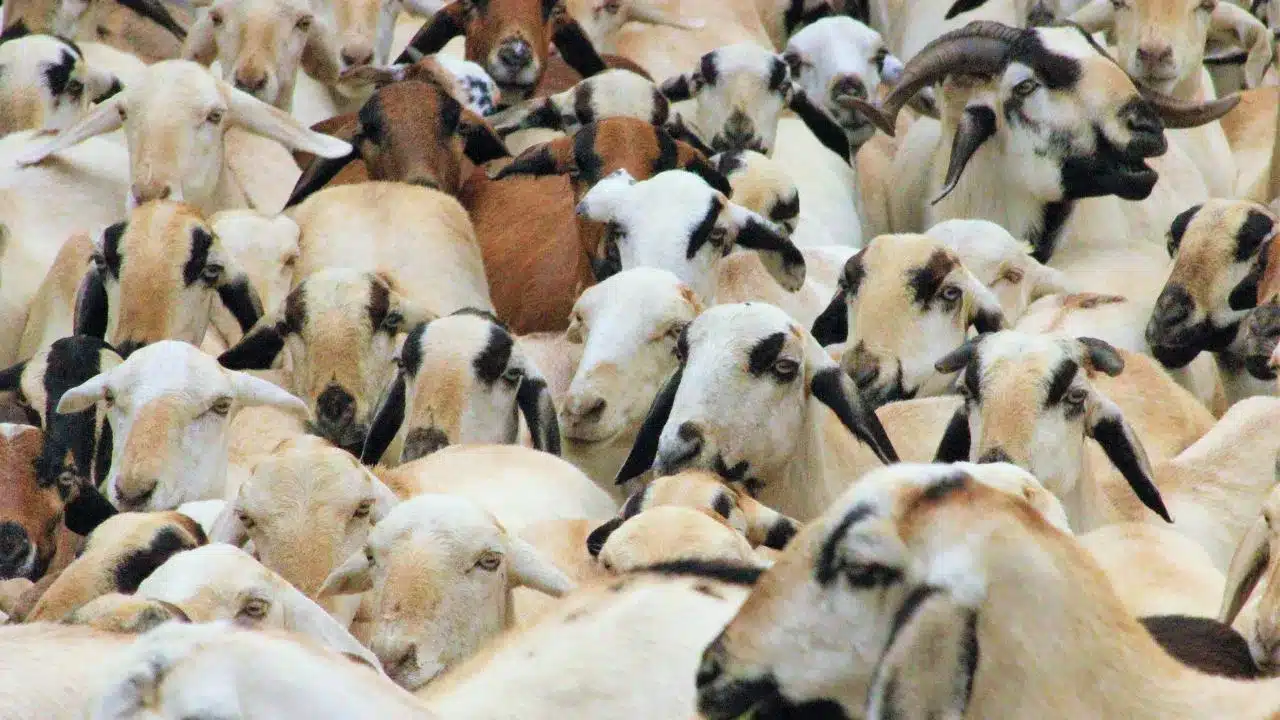 Government Launches Subsidy Scheme to Boost Livestock Farming ...