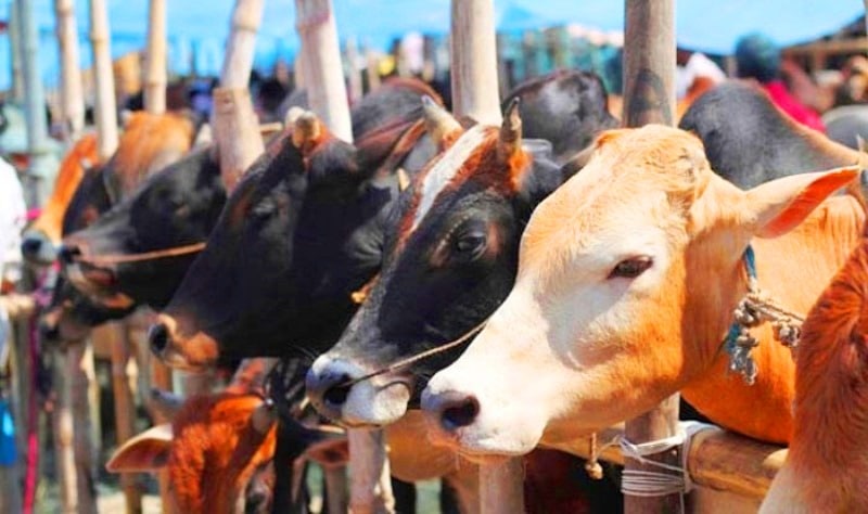 India Launches National Digital Livestock Mission to Revolutionize ...