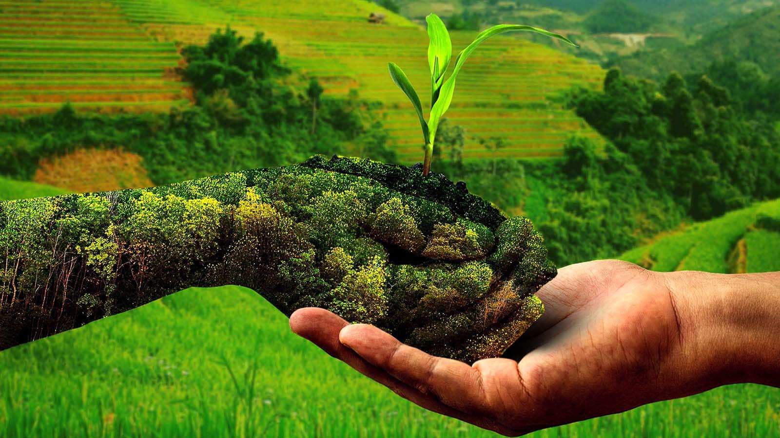 Union Cabinet Launches ₹2481 Crore Natural Farming Mission - Observer Voice