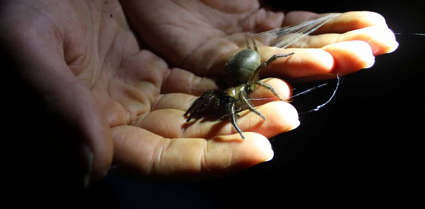 Are you a hellraiser mite or a knobbled weevil? Take the quiz and vote ...