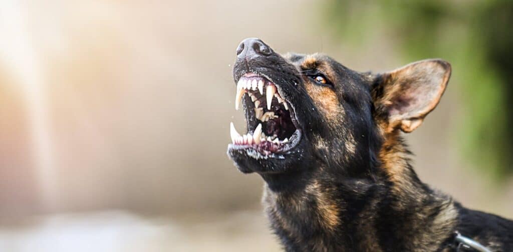 Australia needs a canine brain bank to reduce the risk of dog attacks ...