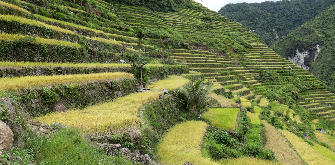 How mountain terraces have helped Indigenous peoples live with climate ...