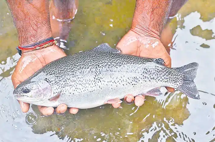SmartGreen Aquaculture Launches India's First Inland Trout Farming ...