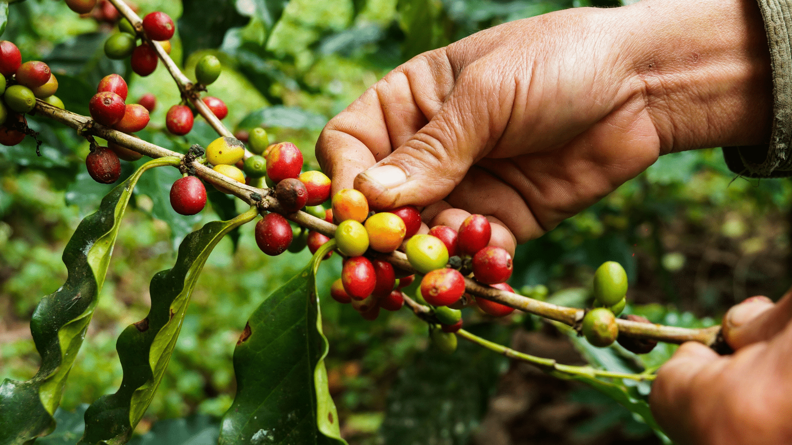 Coffee Wilt Disease: Resurrecting Fungal Genomes