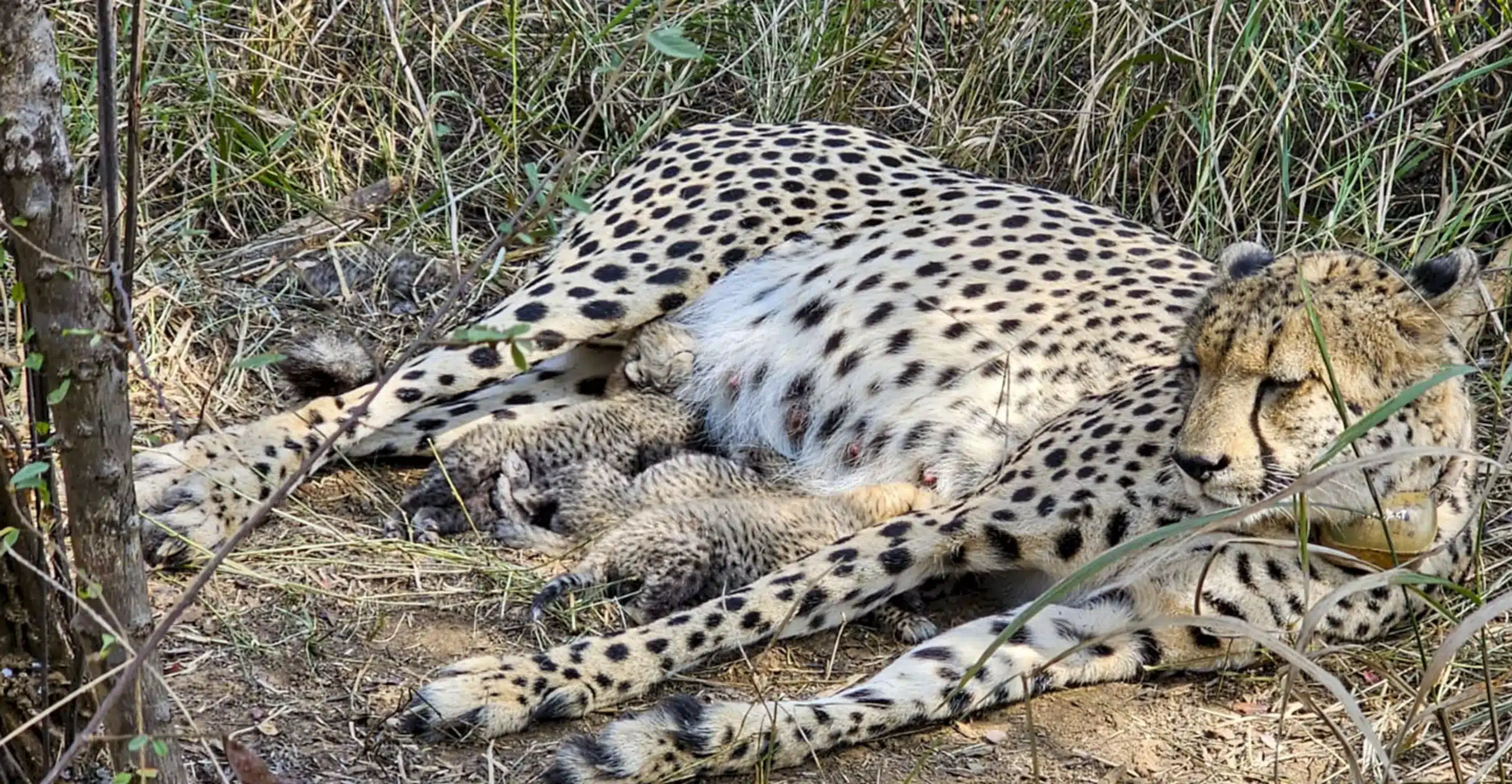 Three Cheetah Cubs Born at Kuno National Park - Observer Voice