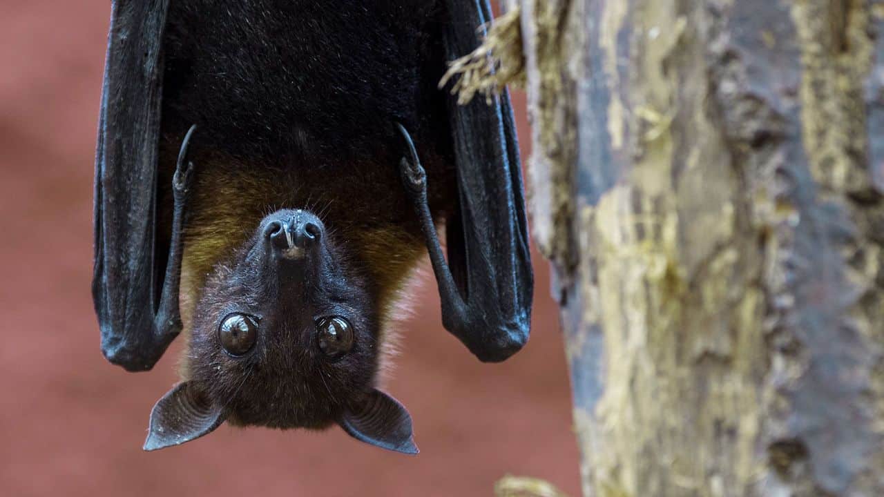 Nipah Virus: The Deadly Disease Jumping From Bats to Humans - Observer ...